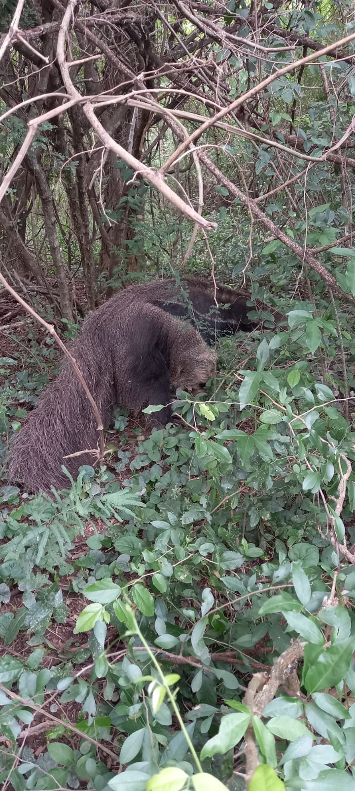 El Complejo Ecológico Municipal liberó a la Osa Hormiguera que fue ...