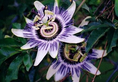 La leyenda de Mburucuyá - Primero Chaco